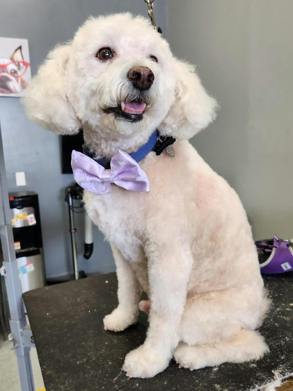 Pets bows, bow ties, flowers and bandanas – Pets Ribbons