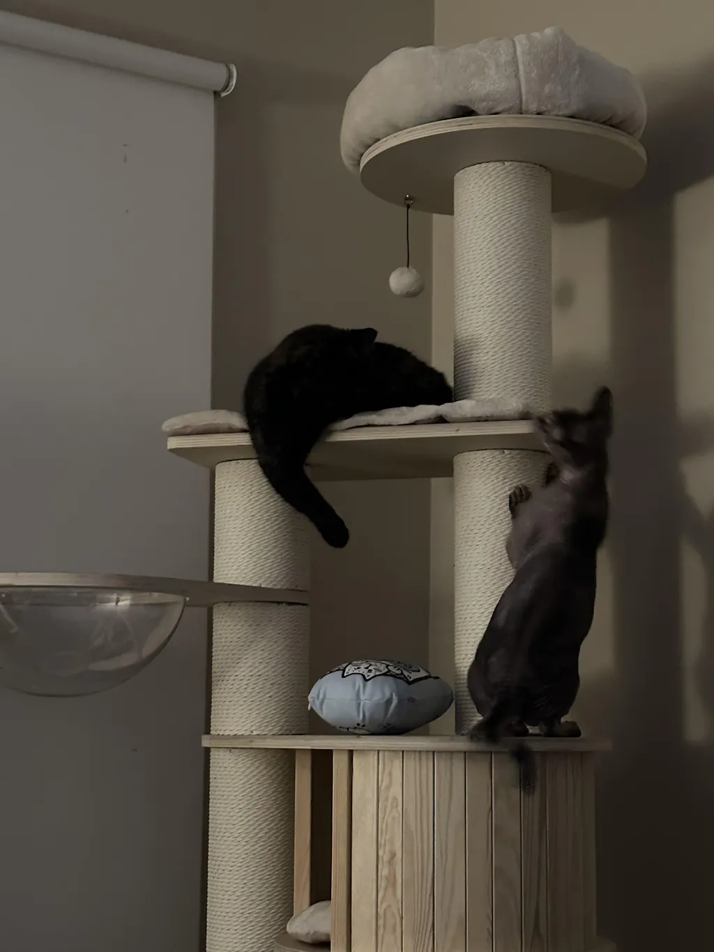 CATIO Solid Wood Climbing Post Scratcher Cat Tree 198cm | Petso Au