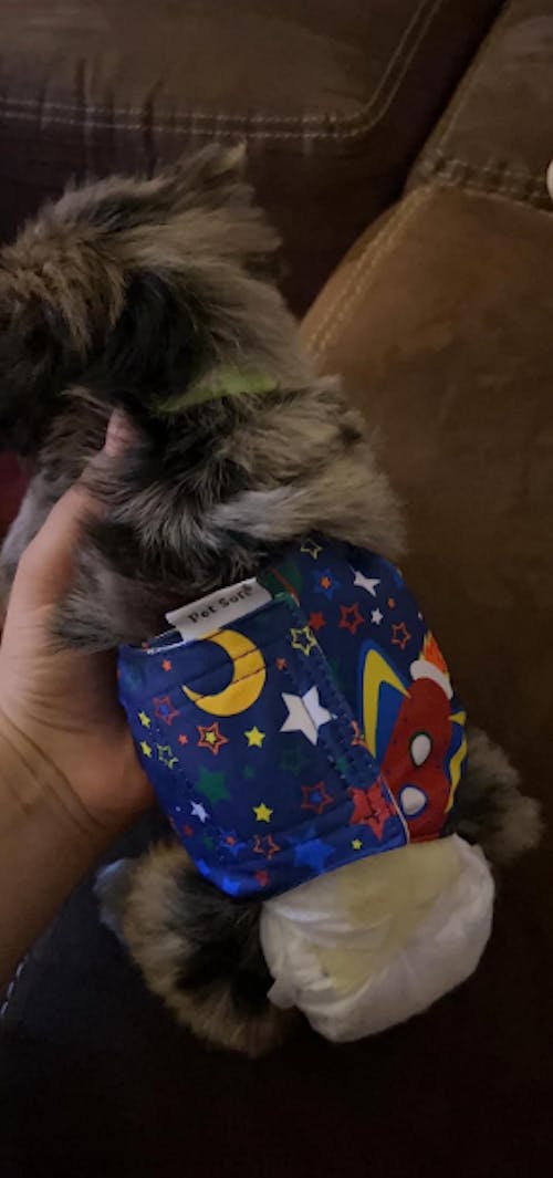 Best Online Pet Supply Store with Free Shipping | Petsoft