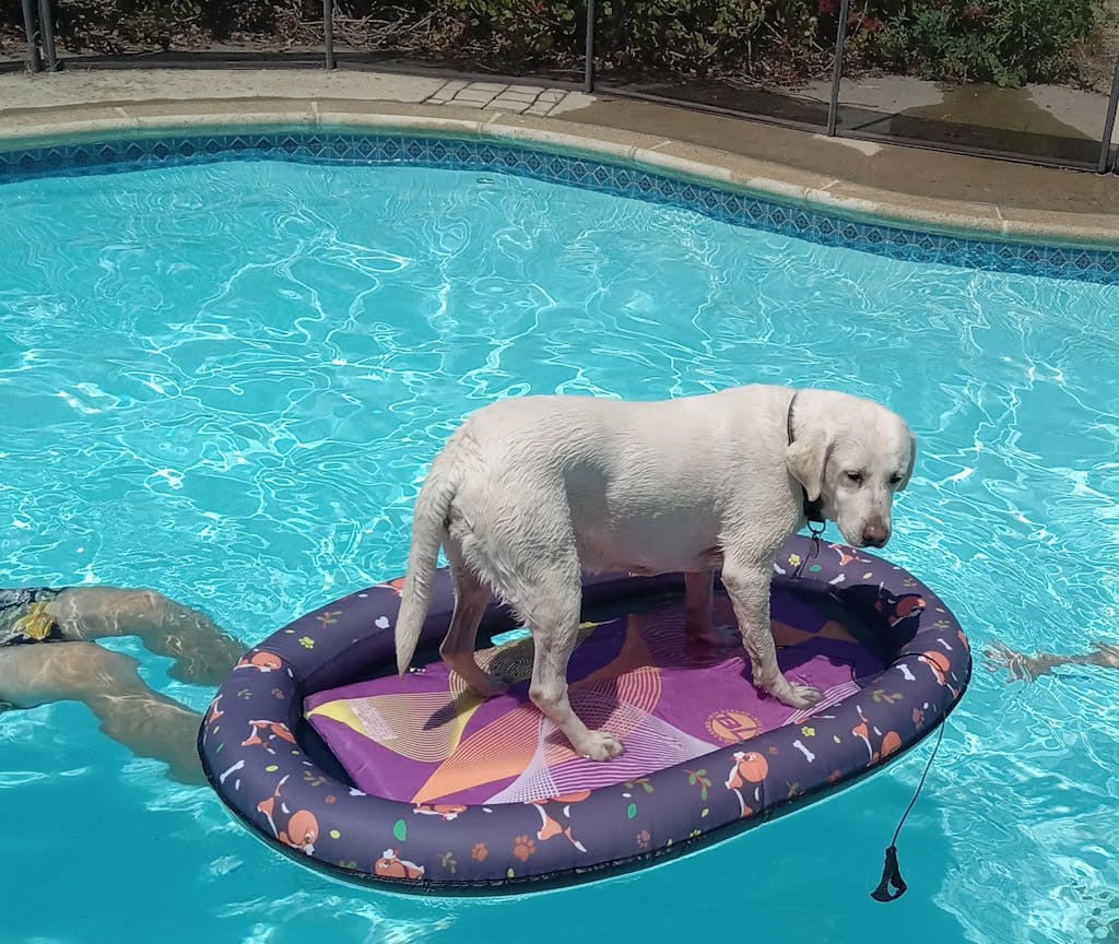 Dog Float Raft, Inflatable Dog Swimming Float for Summer, Grey Paw, 1 ...