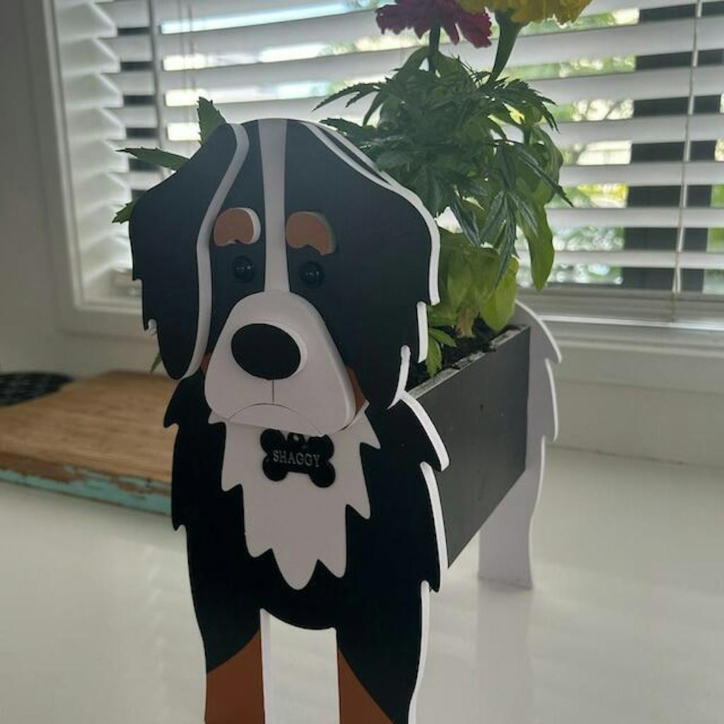 High Quality Pet Planter | Petwithhome – Petwithhome.com