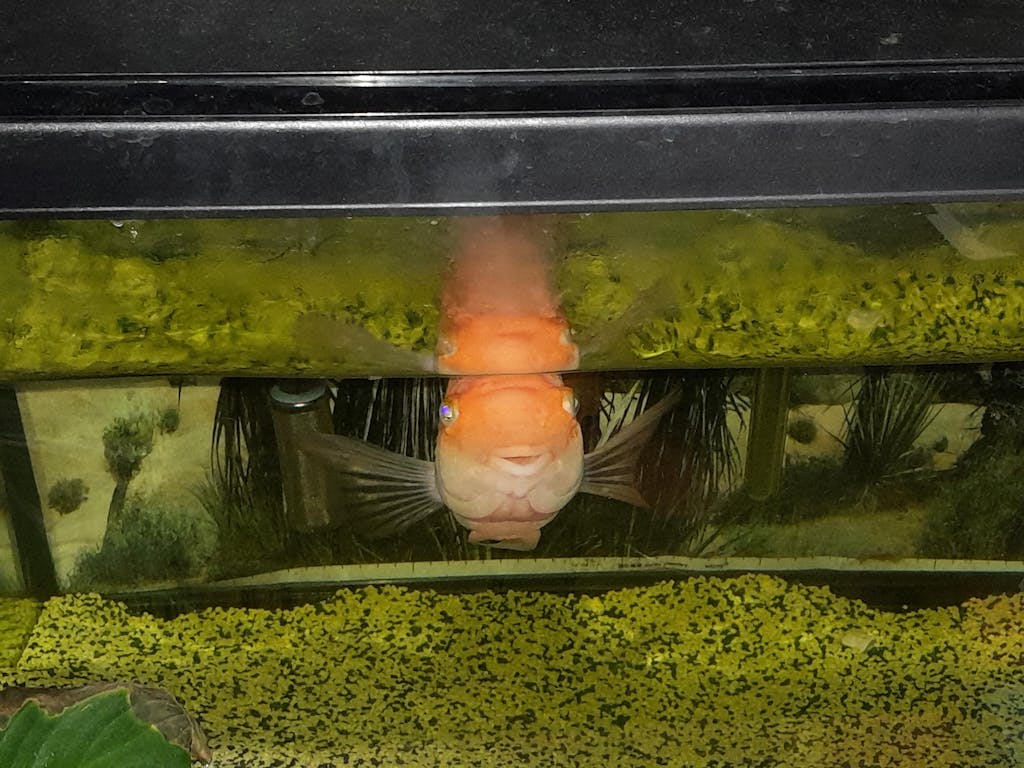 Pisces Pets - Calgary's Most Loved Pet Store