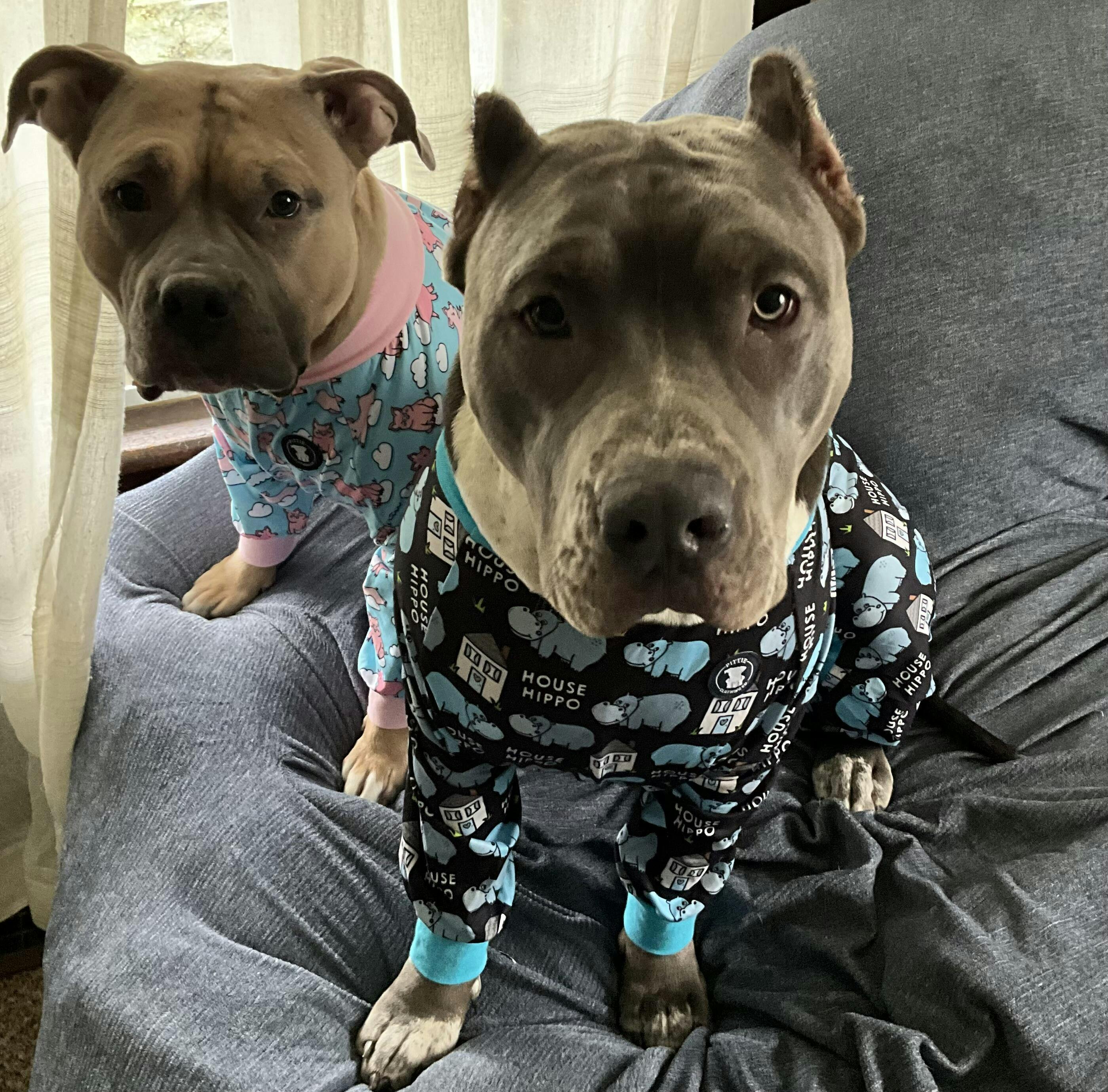 'Brews before Chews' Pit bull Pajamas- Green – Pittie Clothing Co.