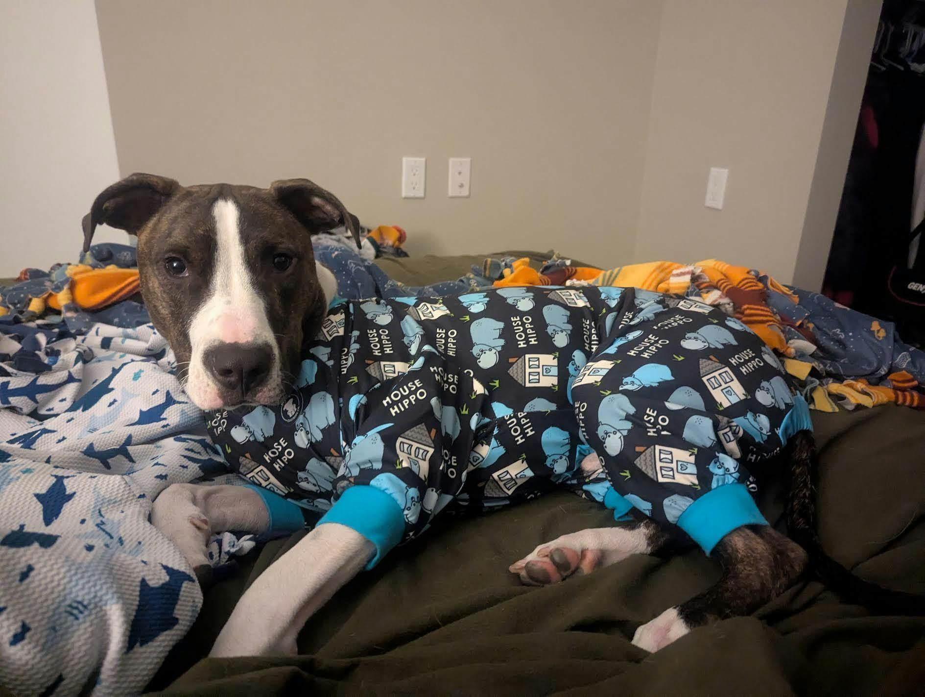 'Brews before Chews' Pit bull Pajamas- Green – Pittie Clothing Co.