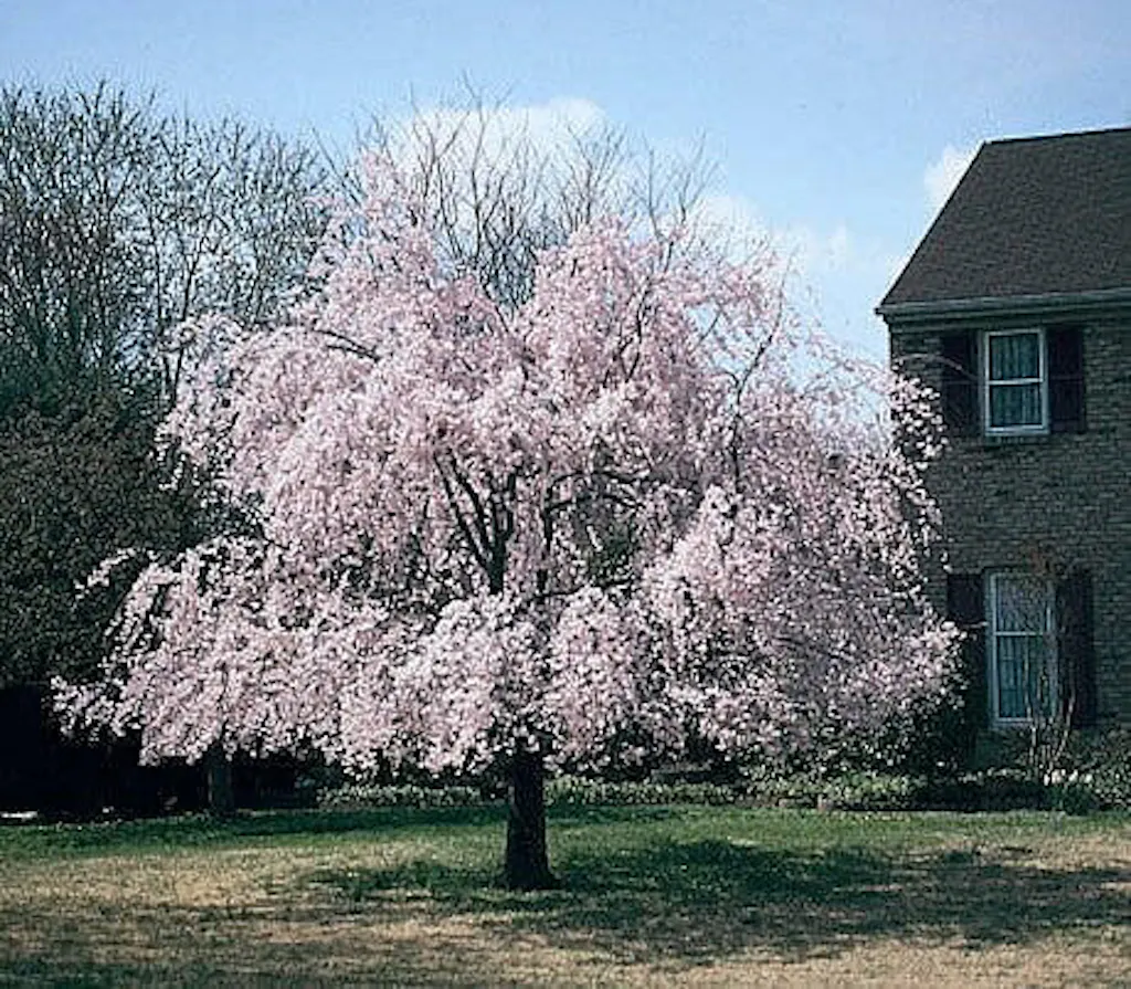 Weeping Higan Cherry Tree - Graceful Spring Blooms