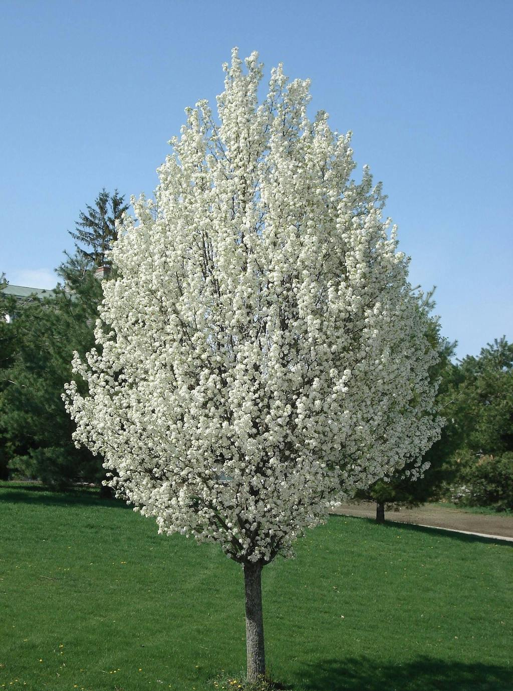 Cleveland Pear Tree - White Blooms & Easy Care