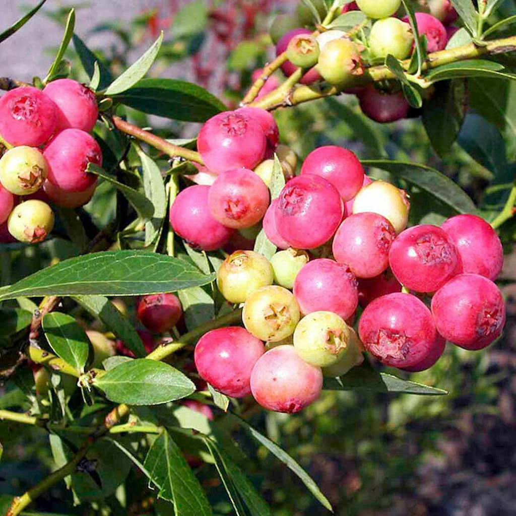 Buy Pink Lemonade Blueberry Plant for Home Gardens and Containers ...