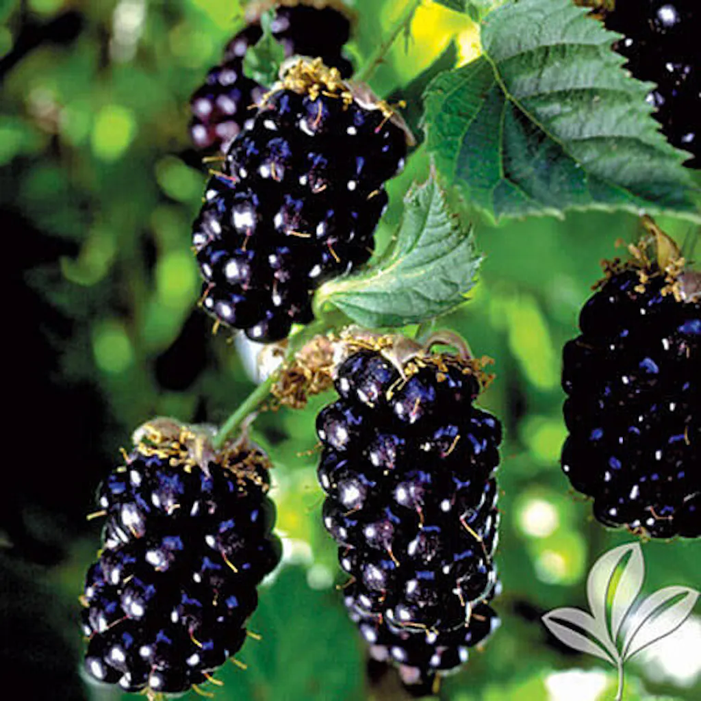 Ponca Thornless Blackberry - Sweet, Early, High-Yield Berries