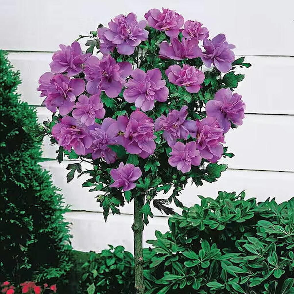 Buy Purple Althea (Tree Form) Plants & Trees Online | Pixies Gardens