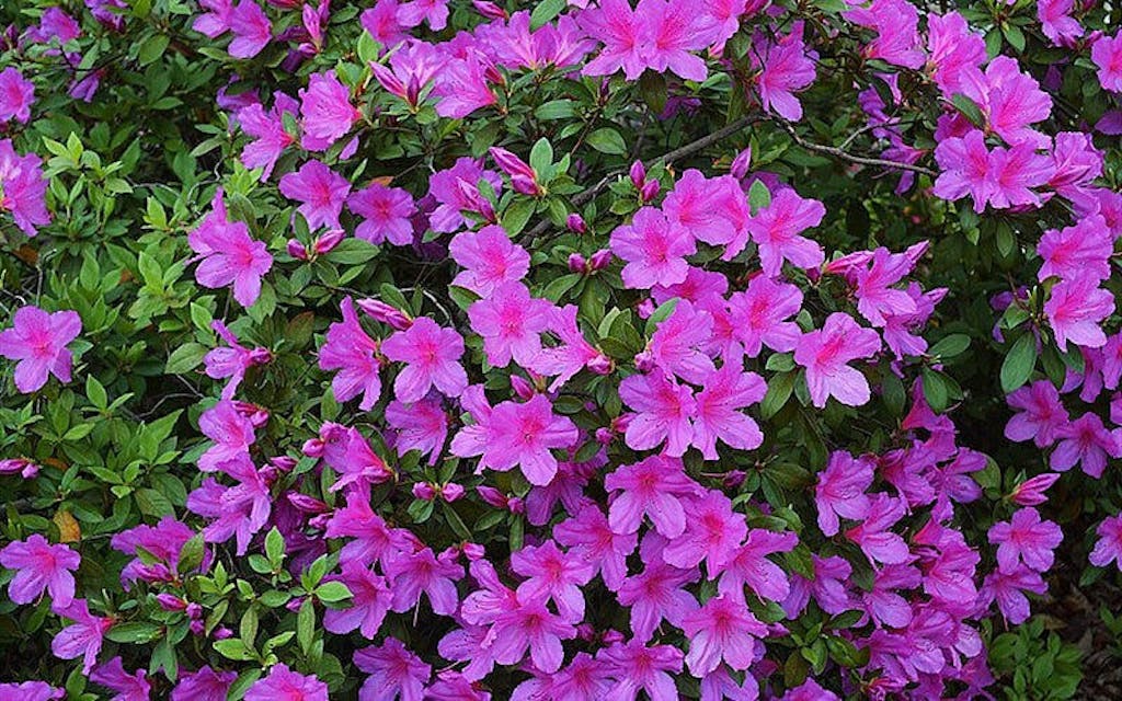 Purple Formosa Azalea buy online plants and trees at pixies Gardens.