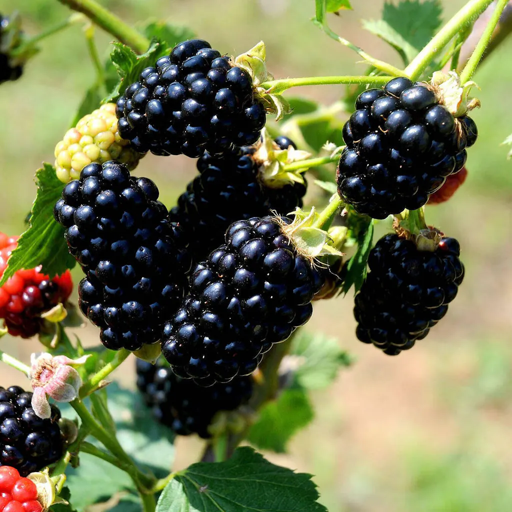 Navajo Thornless Blackberry Plants for Sale Online
