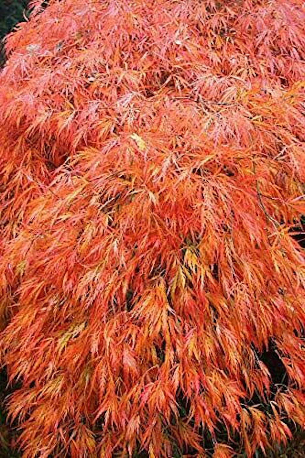 Orangeola Japanese Maple - Brilliant Orange-Red Foliage