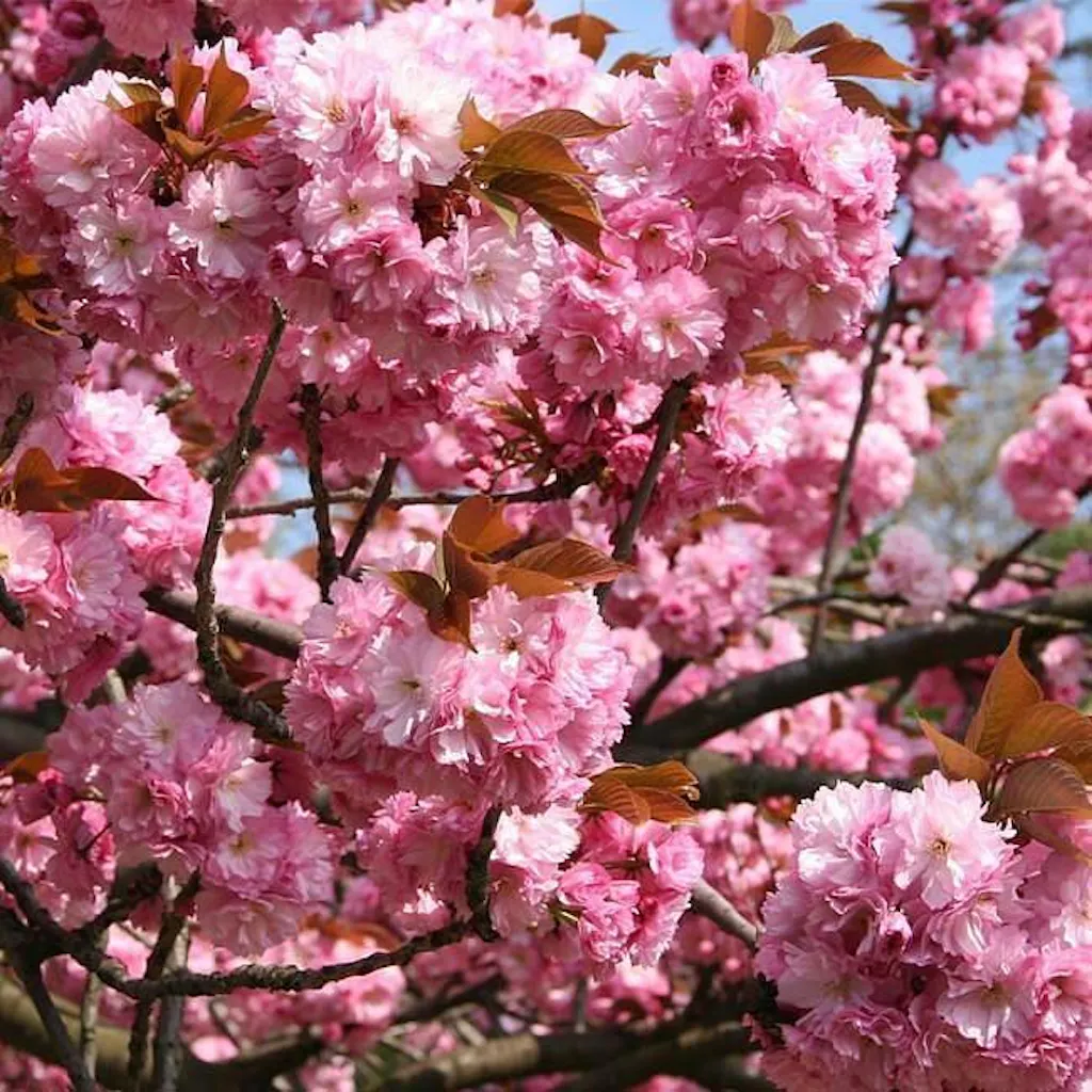 Buy Kwanzan Cherry Tree - Spring Double Pink Blooms