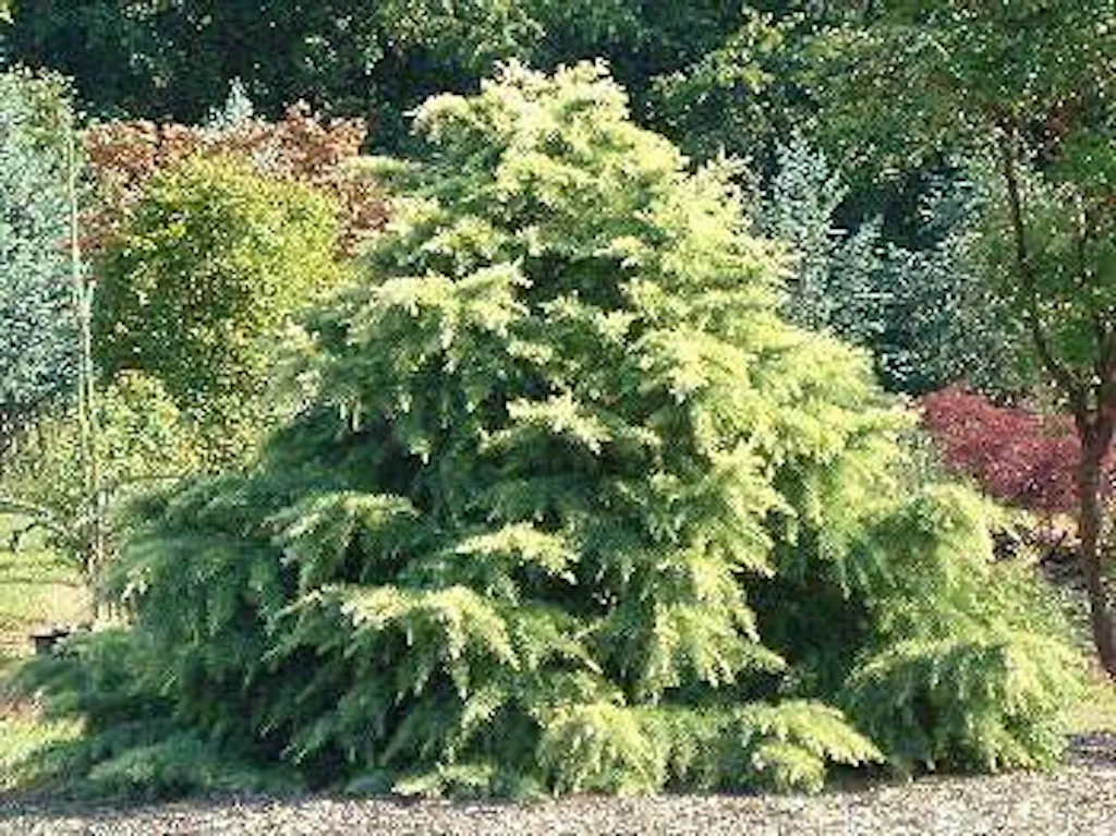 Buy Silver Mist Cedar Conifer Plants & Trees Online | Pixies Gardens