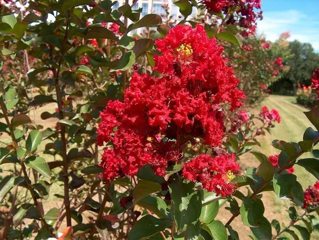 Buy Double Dynamite Crape Myrtle Plants & Trees Online | Pixies Gardens