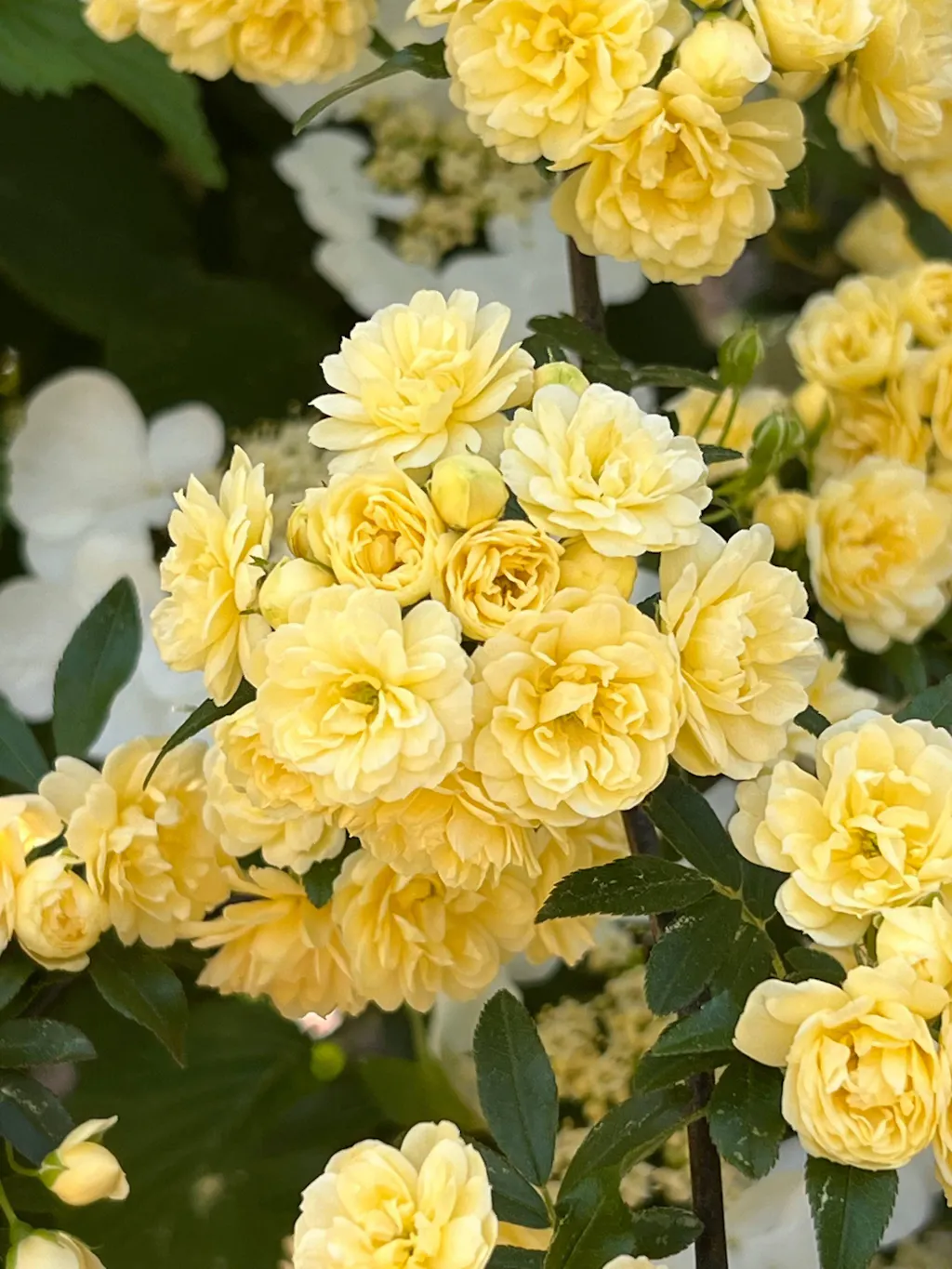 Climbing Yellow Lady Banks Rose | Thornless Yellow Blooms