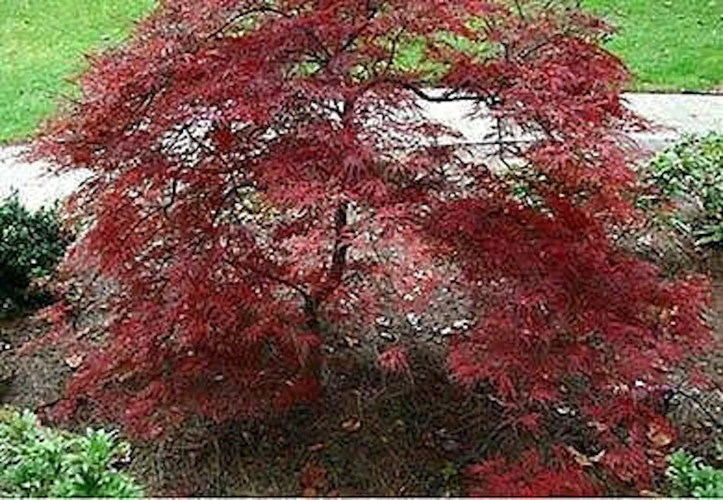 Buy Dragon Tears Japanese Maple Plants & Trees Online | Pixies Gardens