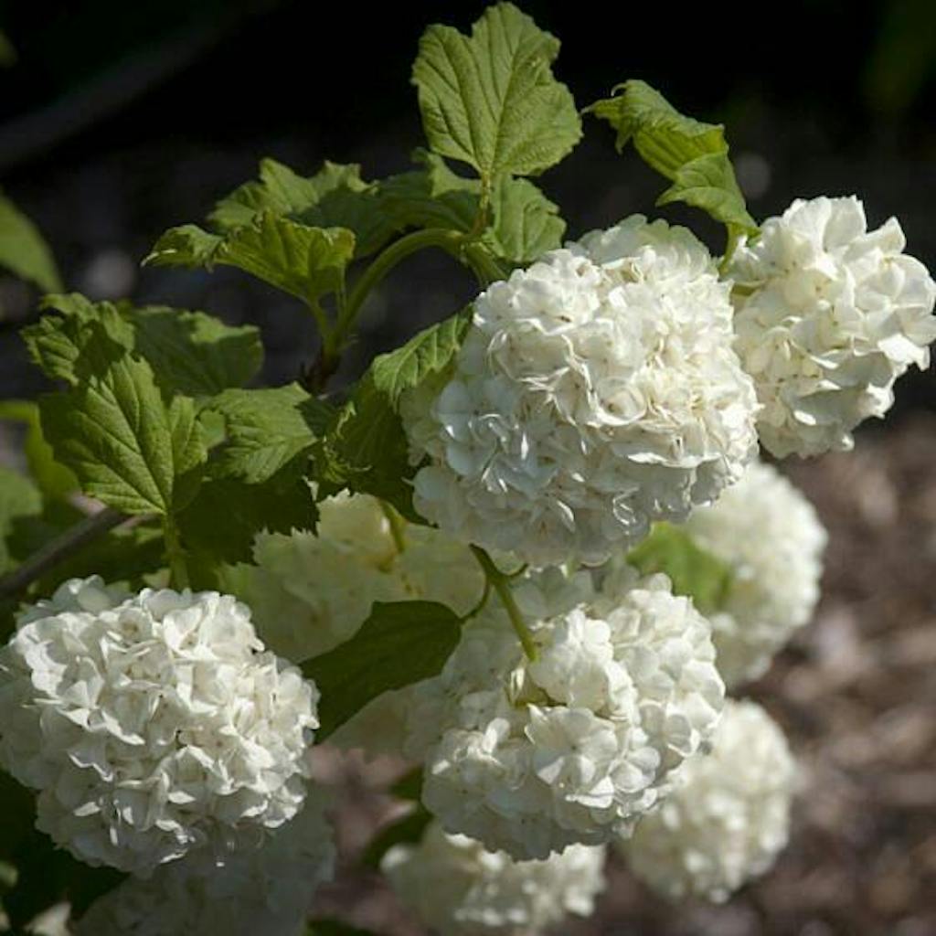 Buy Common Snowball Viburnum – Large White Blooms, Hardy Shrub