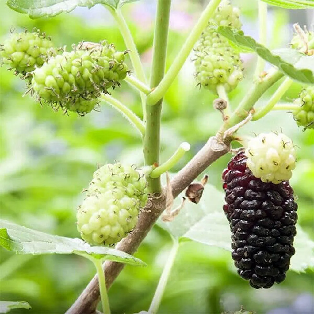 Buy Issai Morus Alba Dwarf Mulberry Plants & Trees Online | Pixies Gardens