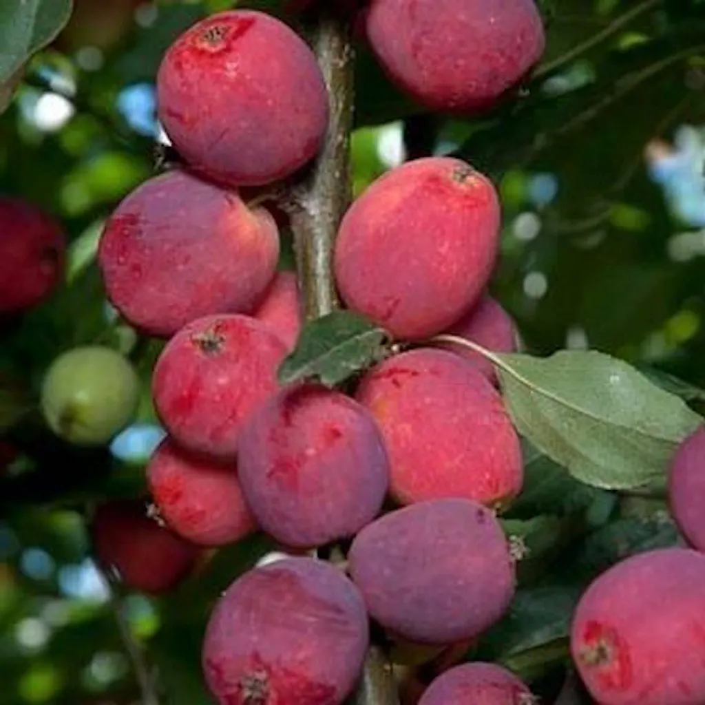 Dolgo Crabapple Tree - Great Pollinator & Fruit Producer