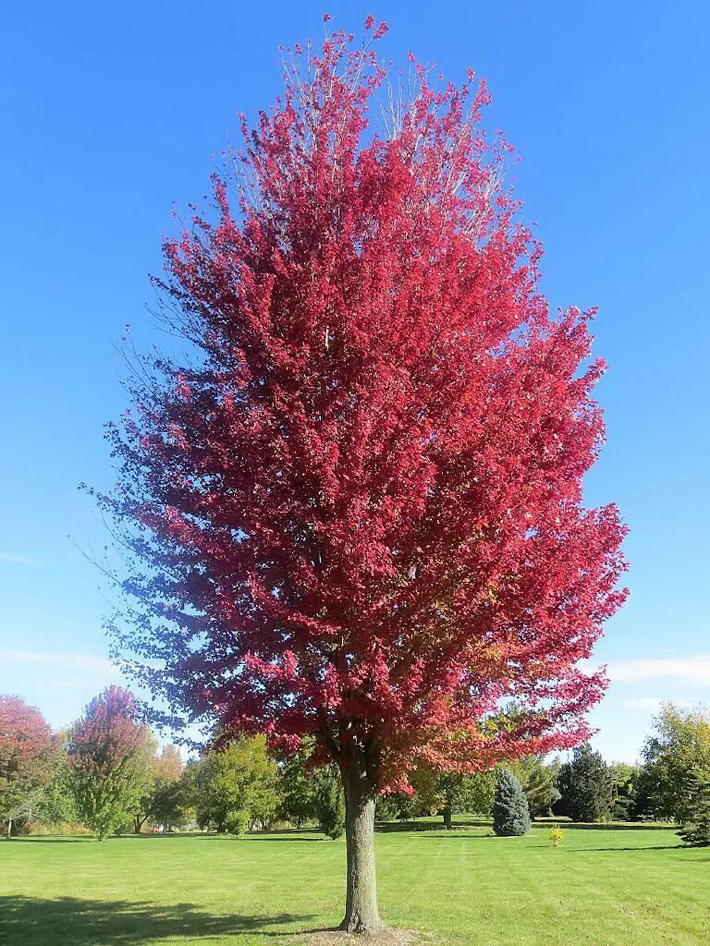 Buy Autumn Blaze Maple Tree Plants & Trees Online | Pixies Gardens