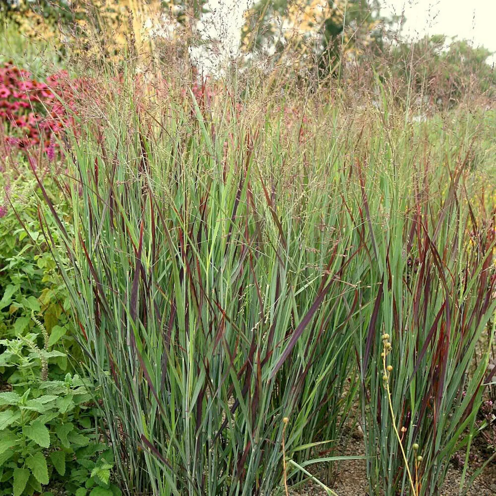 Buy Switch Grass Panicum Virgatum Plants & Trees Online | Pixies Gardens