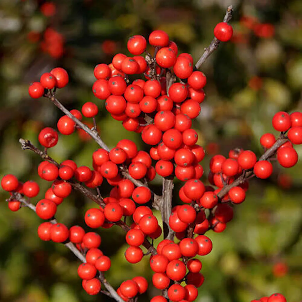 Winter Red Winterberry Holly is The Cold Hardiest of All Holly ...