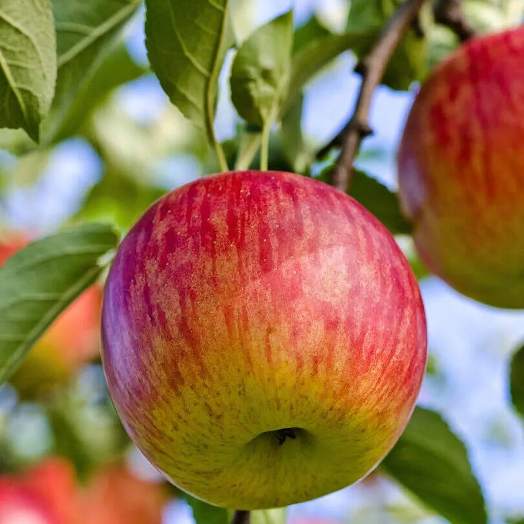 shop Fuji Apple Tree produces Crisp at pixies gardens