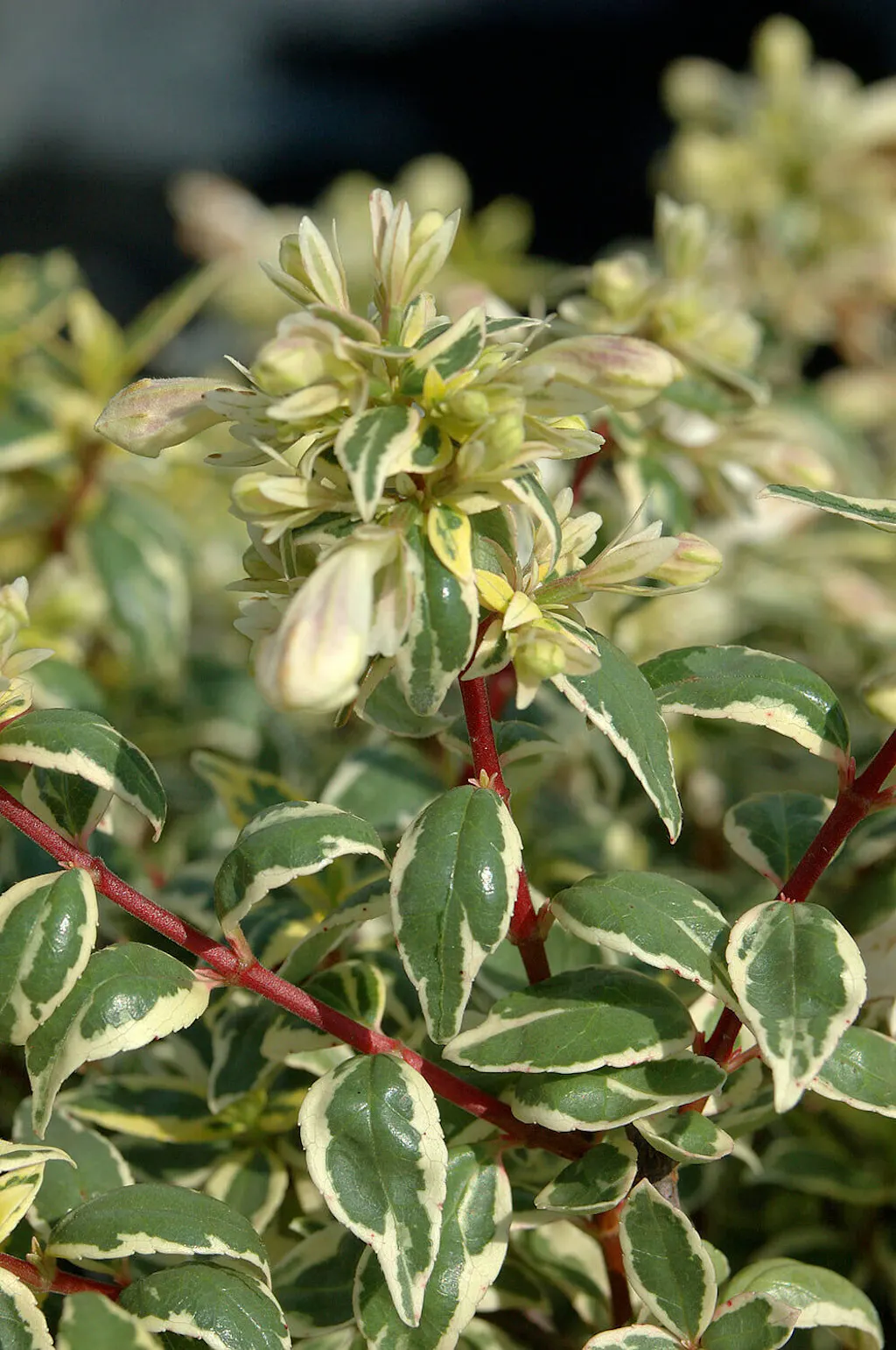 Buy Radiance Abelia Plants & Trees Online | Pixies Gardens
