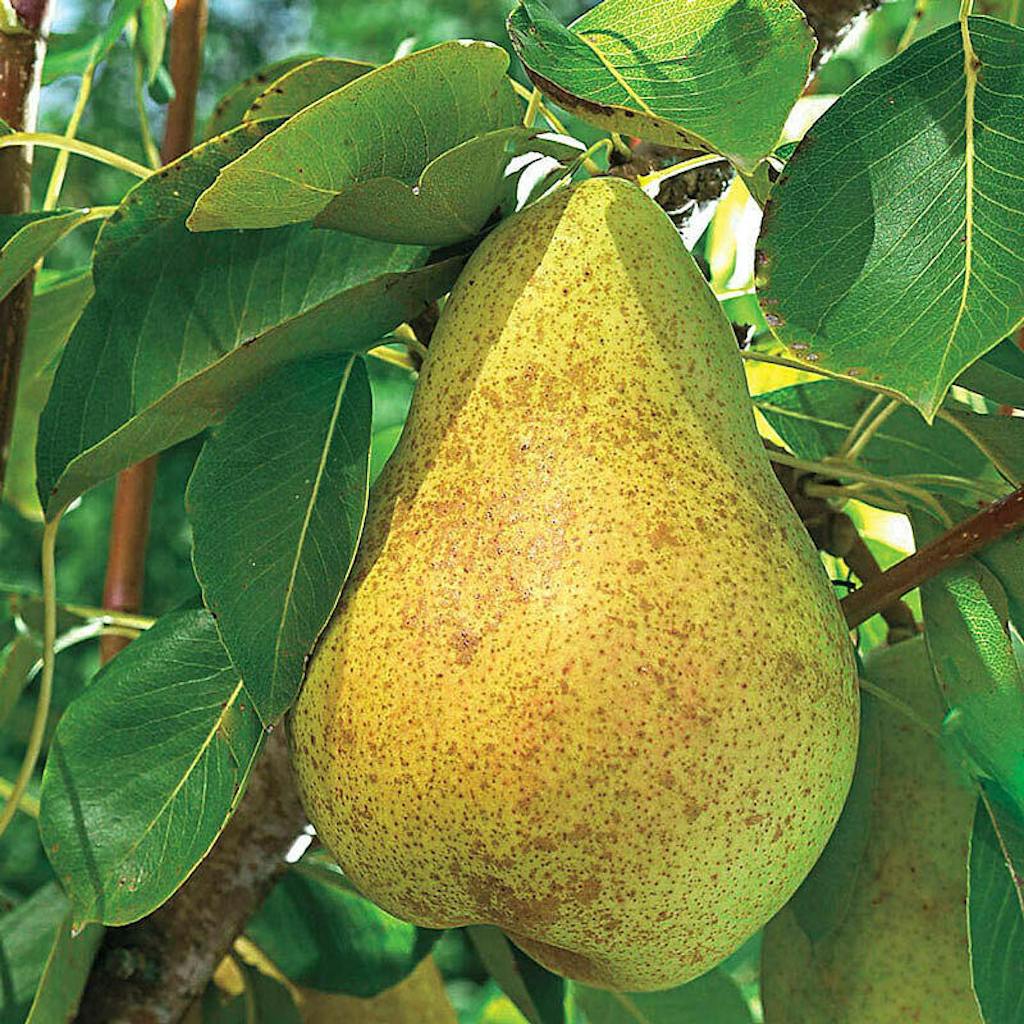 Buy Kieffer Pear Tree Plants & Trees Online | Pixies Gardens