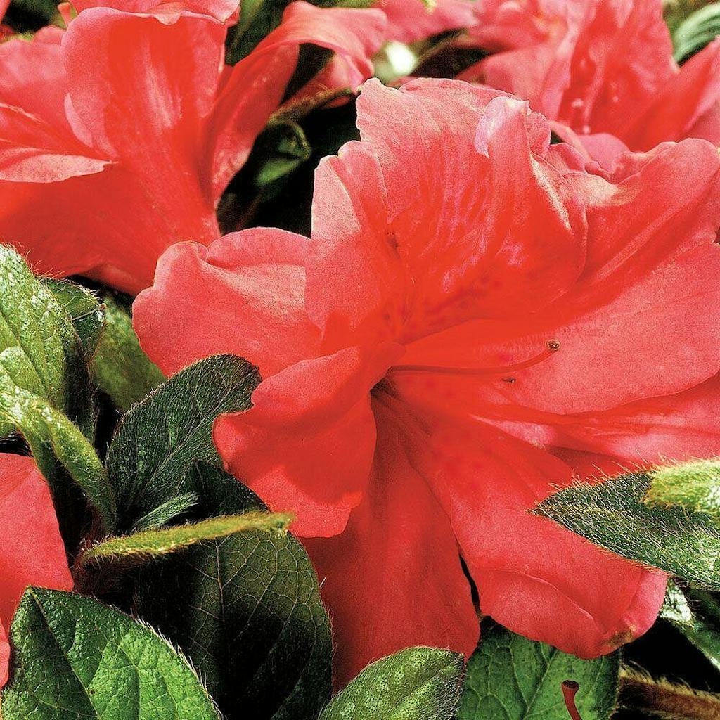 Autumn Monarch Encore Azalea buy online plants and trees at pixies Gardens.