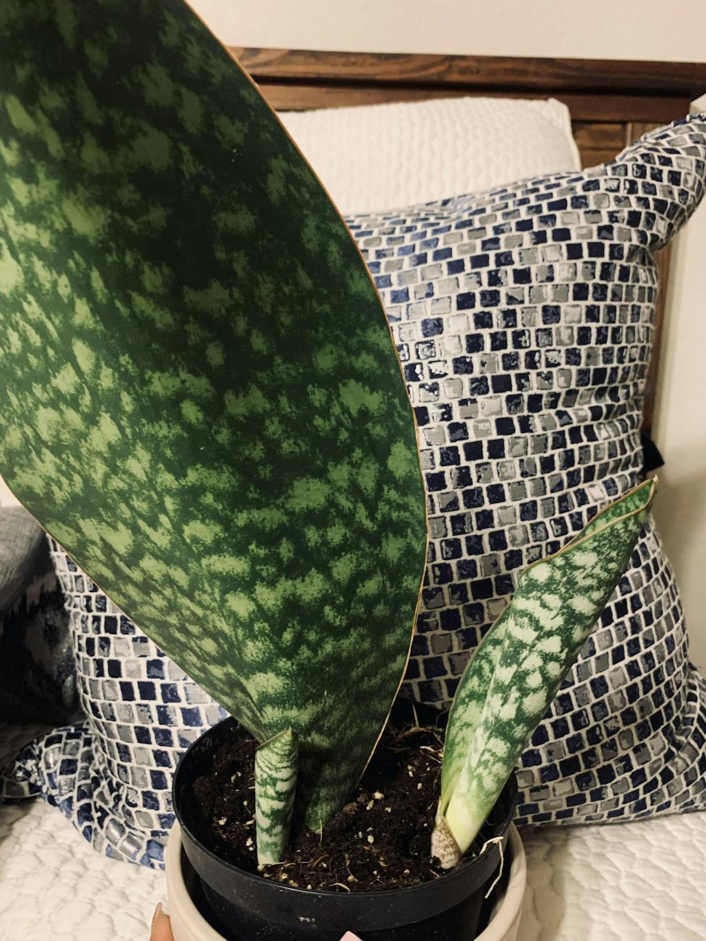 Shark Fin Snake Plant