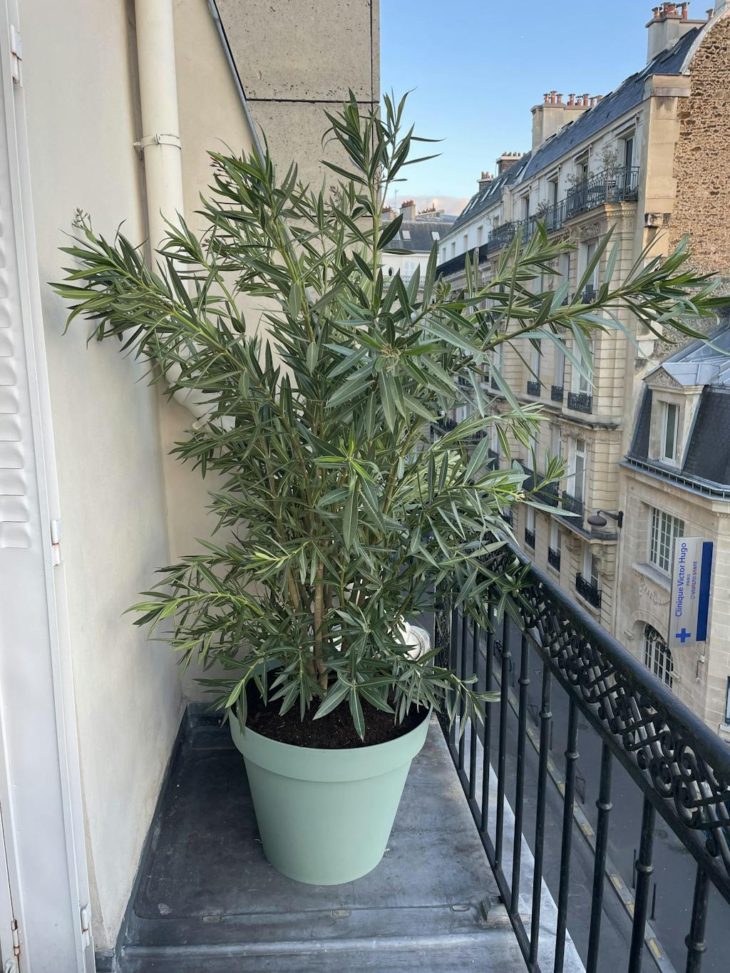 Laurier Rose - Achat en ligne sur Les Plantes d'ile-de-France – Plante ...