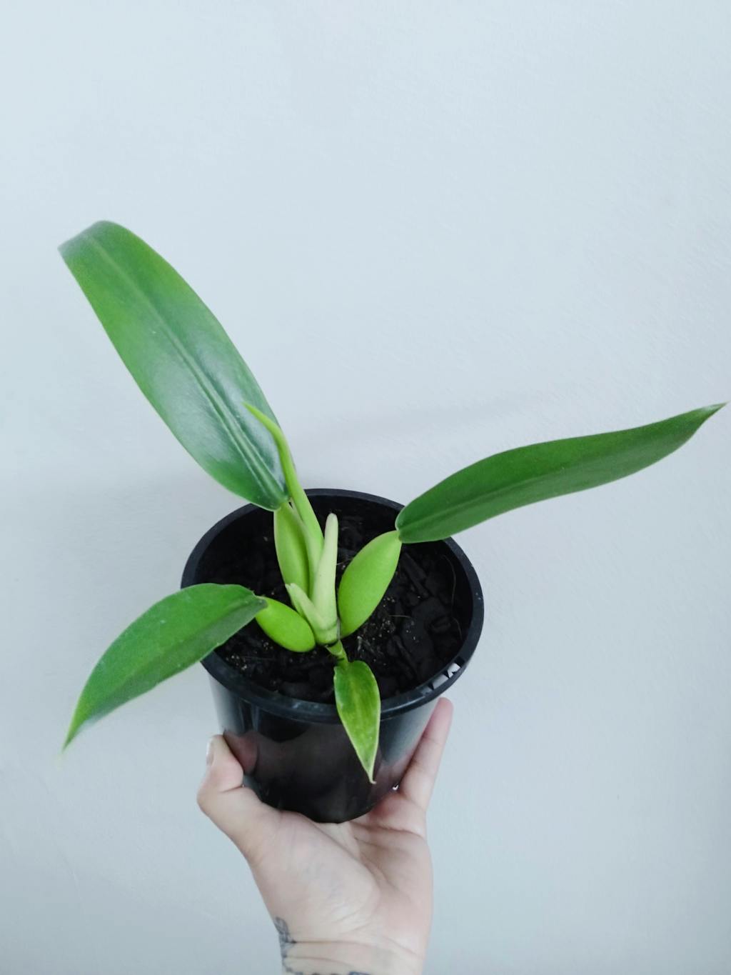 Fat Boy - Philodendron martianum- Indoor Plant - PlantHouse NZ
