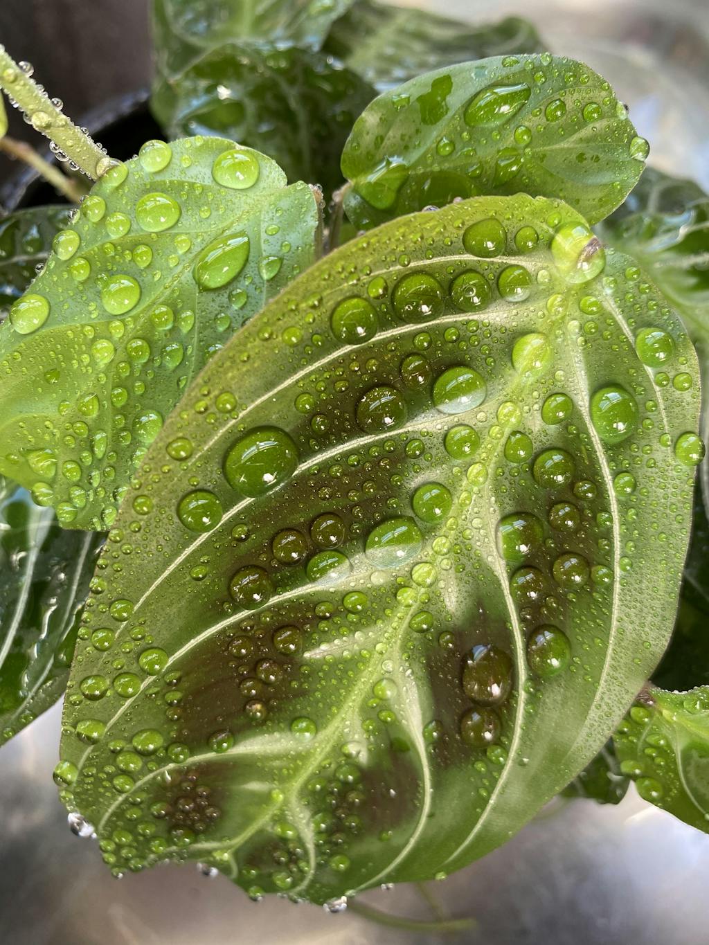 Black Prayer Plant - Maranta leuconeura 'Massangeana' - 1L / 14cm / Sm ...