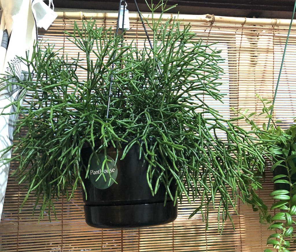 Dancing Bones Cactus - Hatiora salicornioides - 2L / 17cm / Medium ...