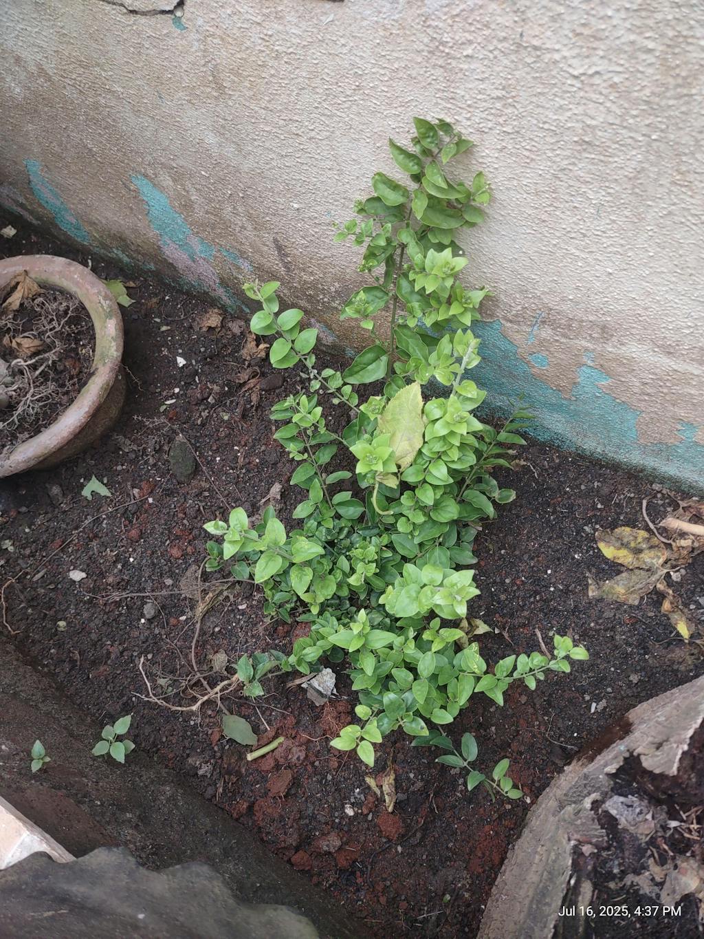 Buy Kunda Plant - Downy Jasmine online at best price