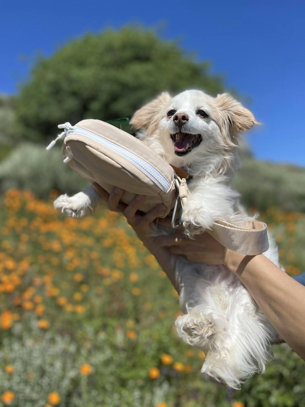 The Bailey Kit, 1st Edition – Playfield