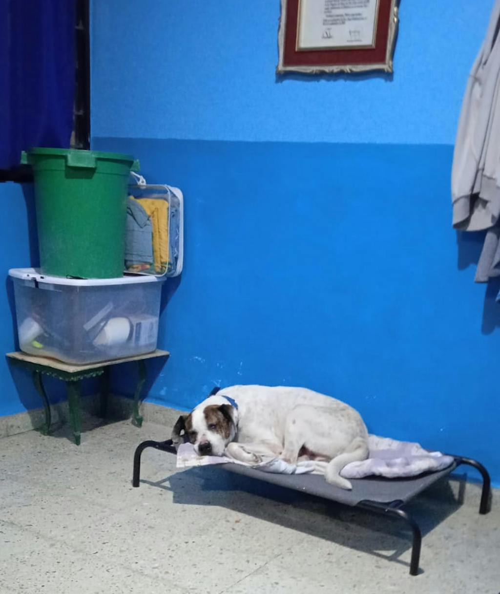 Trihepatic Suplemento Alimenticio para Perros y Gatos 100 ml