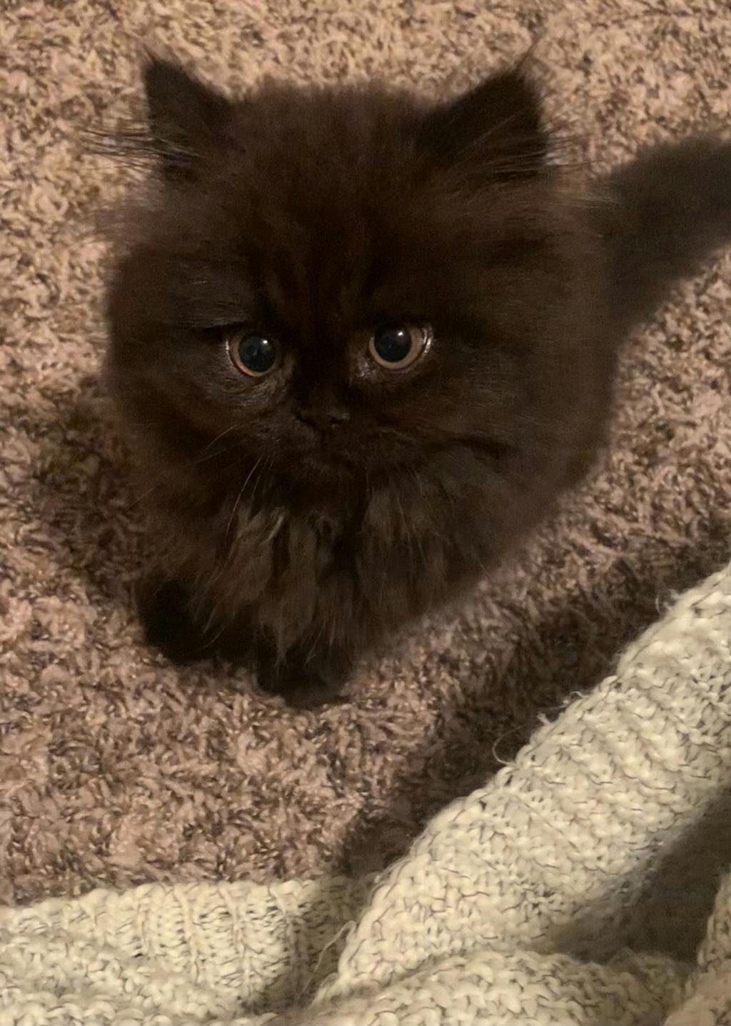 Pogi's Plant-Based Grooming Wipes - Pogi's Pet Supplies