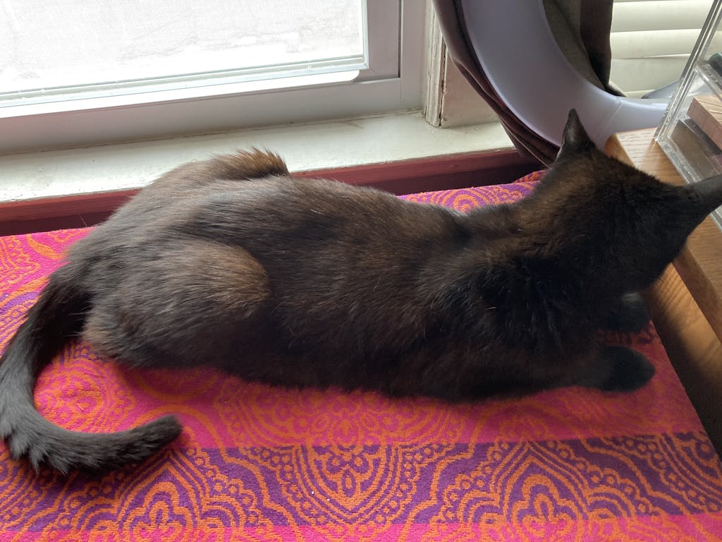 Plant Based Dog Grooming Wipes | Dog Bathing Wipes - Pogi's – Pogi's ...