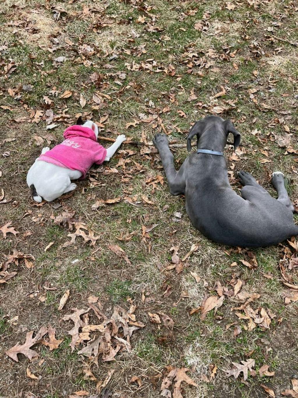 Plant Based Dog Grooming Wipes | Dog Bathing Wipes - Pogi's – Pogi's ...