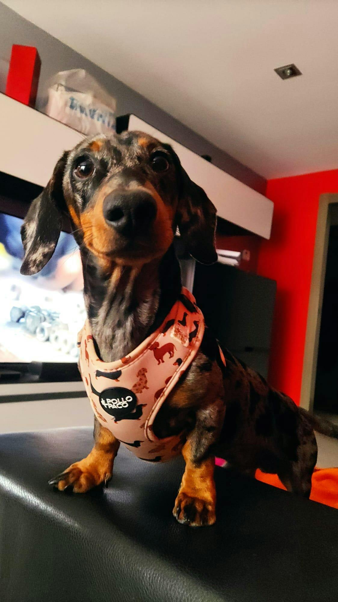 ¡Conoce la opinión de nuestros clientes! – Pollo & Paco