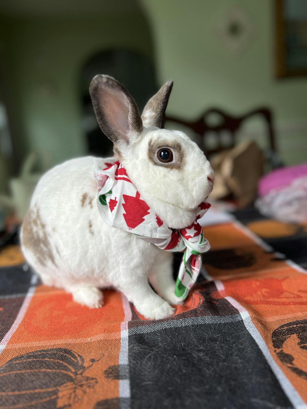 Popoki Pajamas | Children's Pajamas and Infants Sleepwear