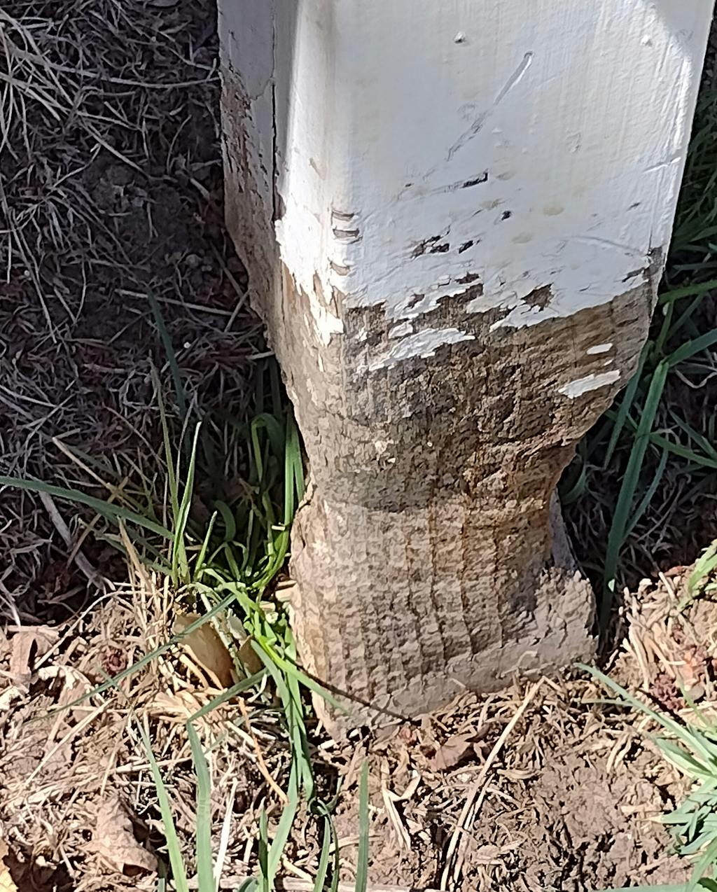 Post Shields, Shields Your Posts From String Trimmer Damage – Post ...
