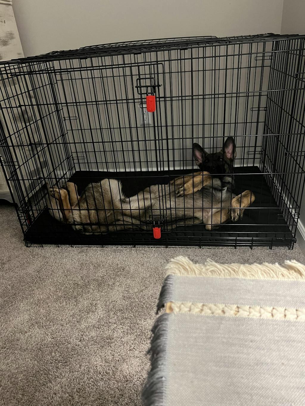 Whelping Box Pad | Primo Pads