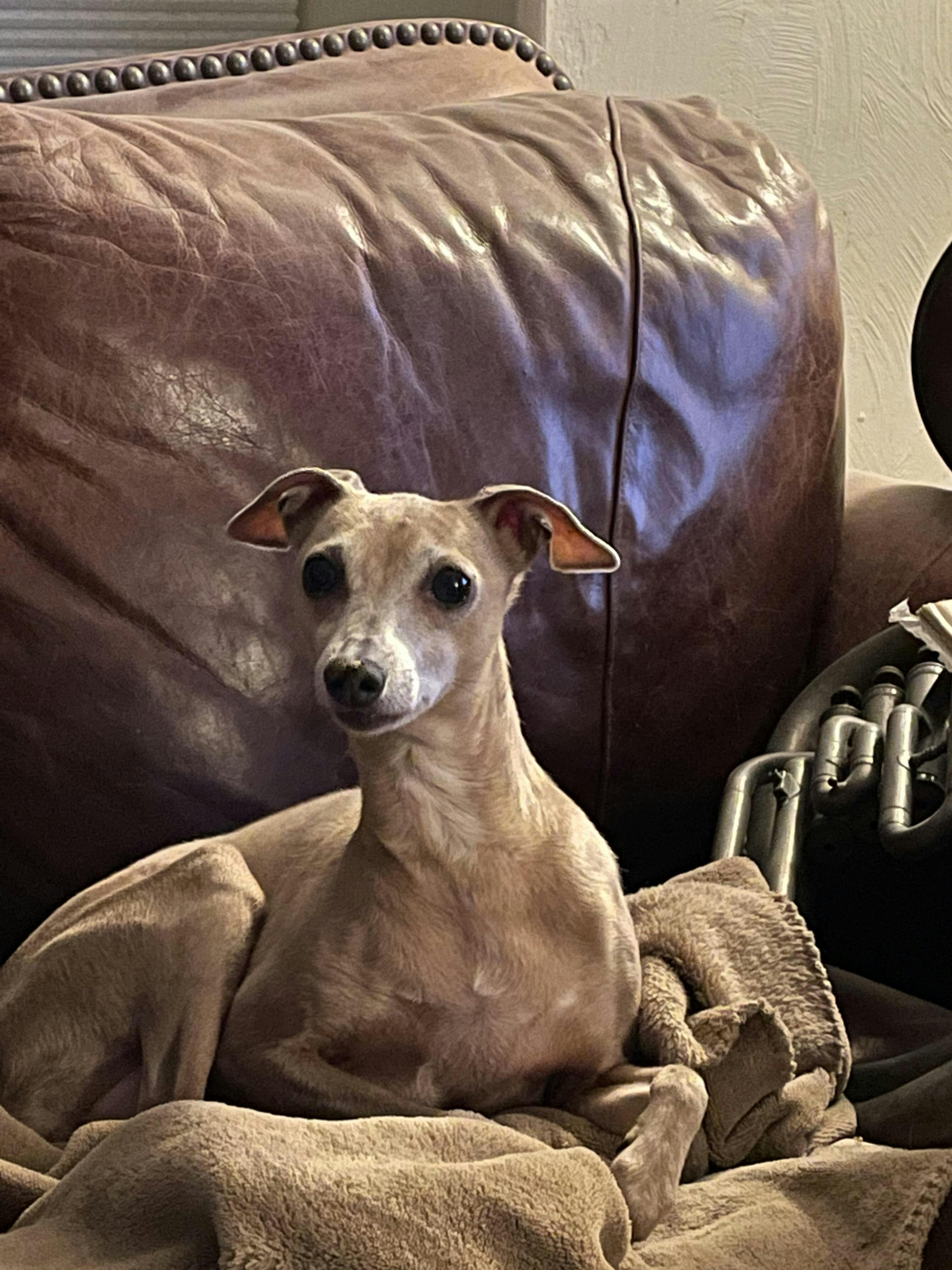 Ruff Land Kennel Pads | Primo Pads