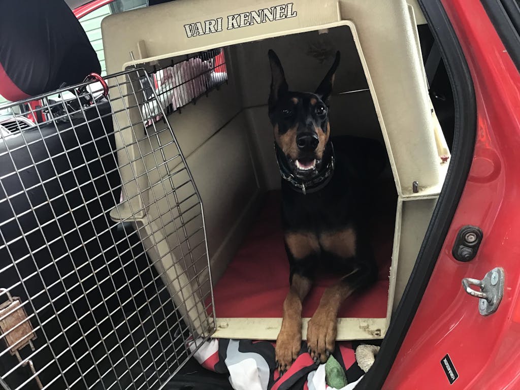 Vari Kennel | Primo Pads