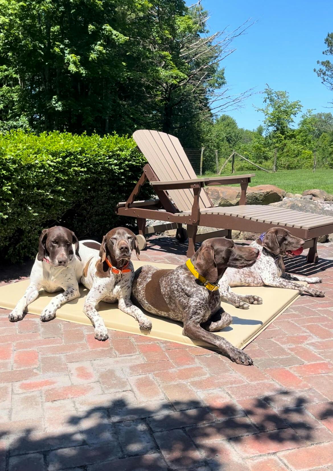 Whelping Box Pad | Primo Pads