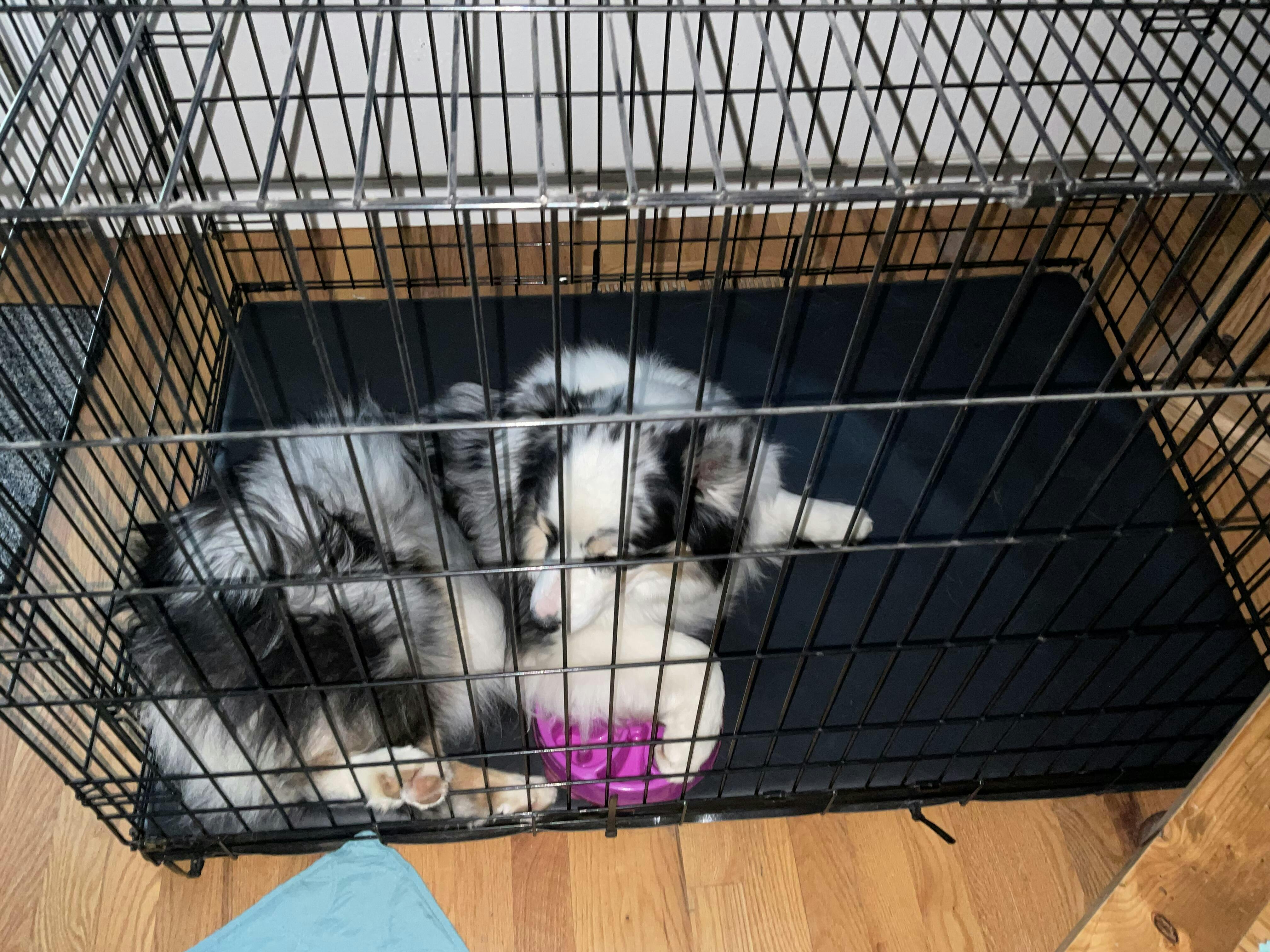 Pads for Ruff Land Kennels™ | Primo Pads